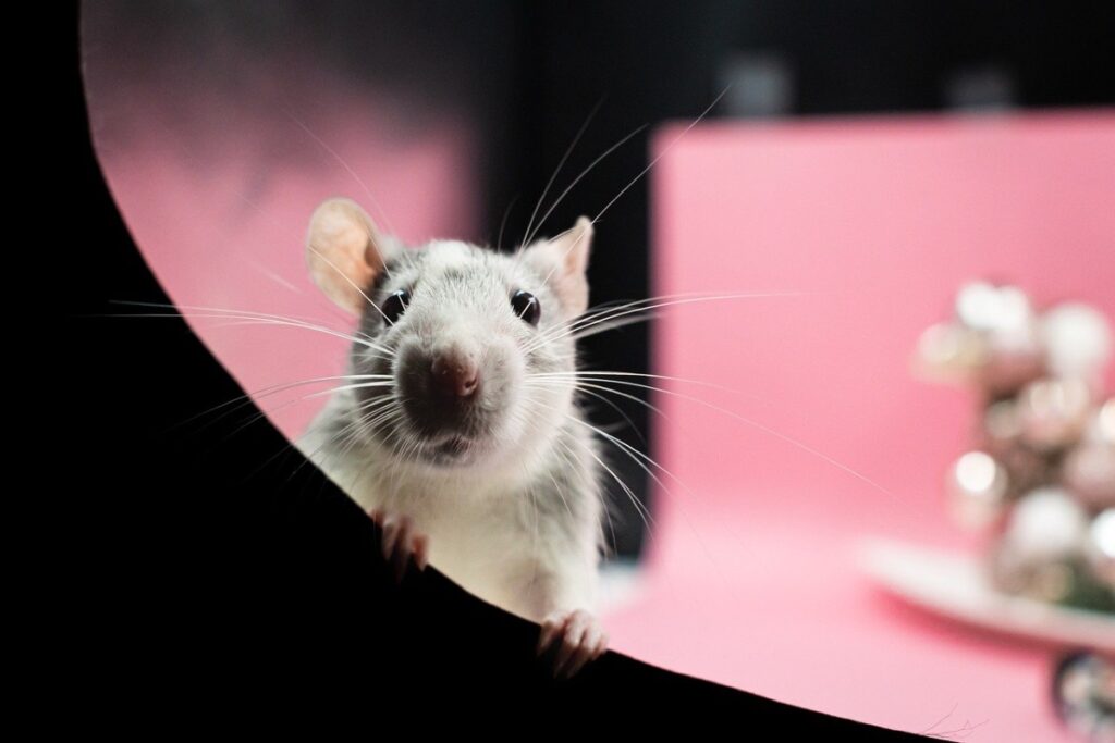 The Top 5 Most Rat-Infested Cities In the U.S. - GEEKSPIN